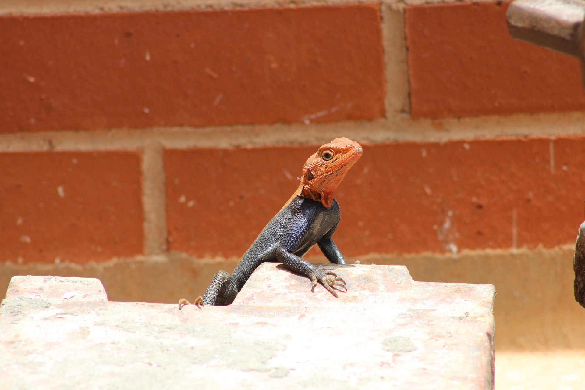 A Look Into The Different Types of Reptiles In East Africa