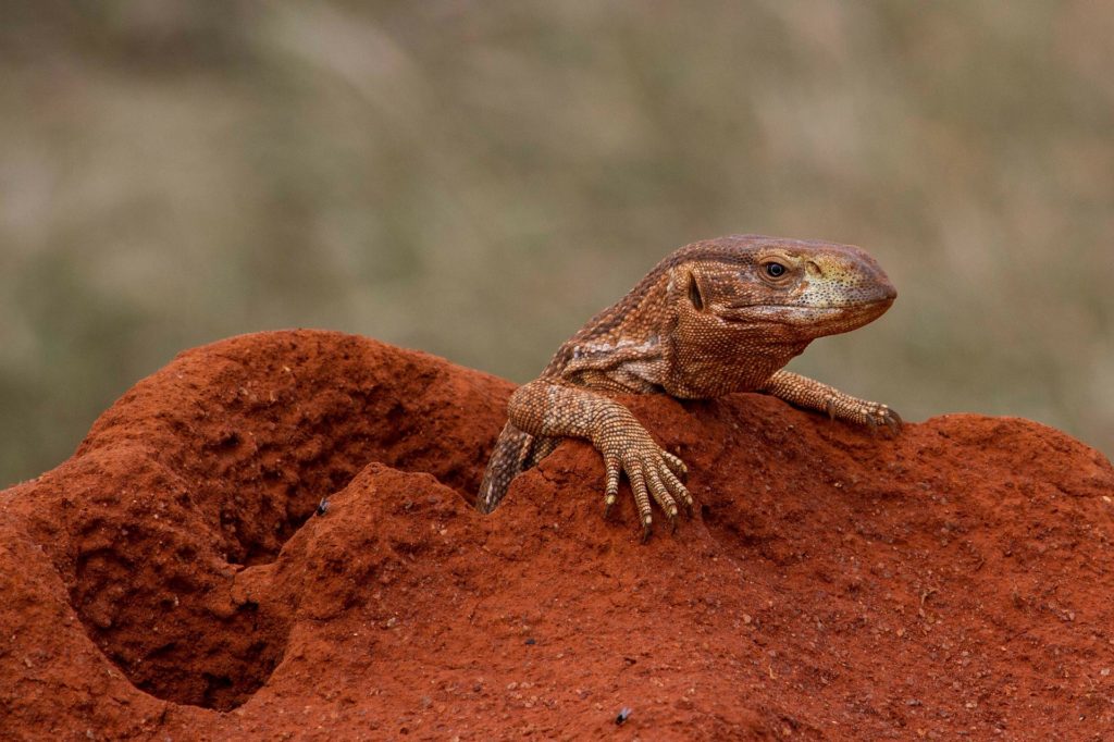 A Look Into The Different Types of Reptiles In East Africa